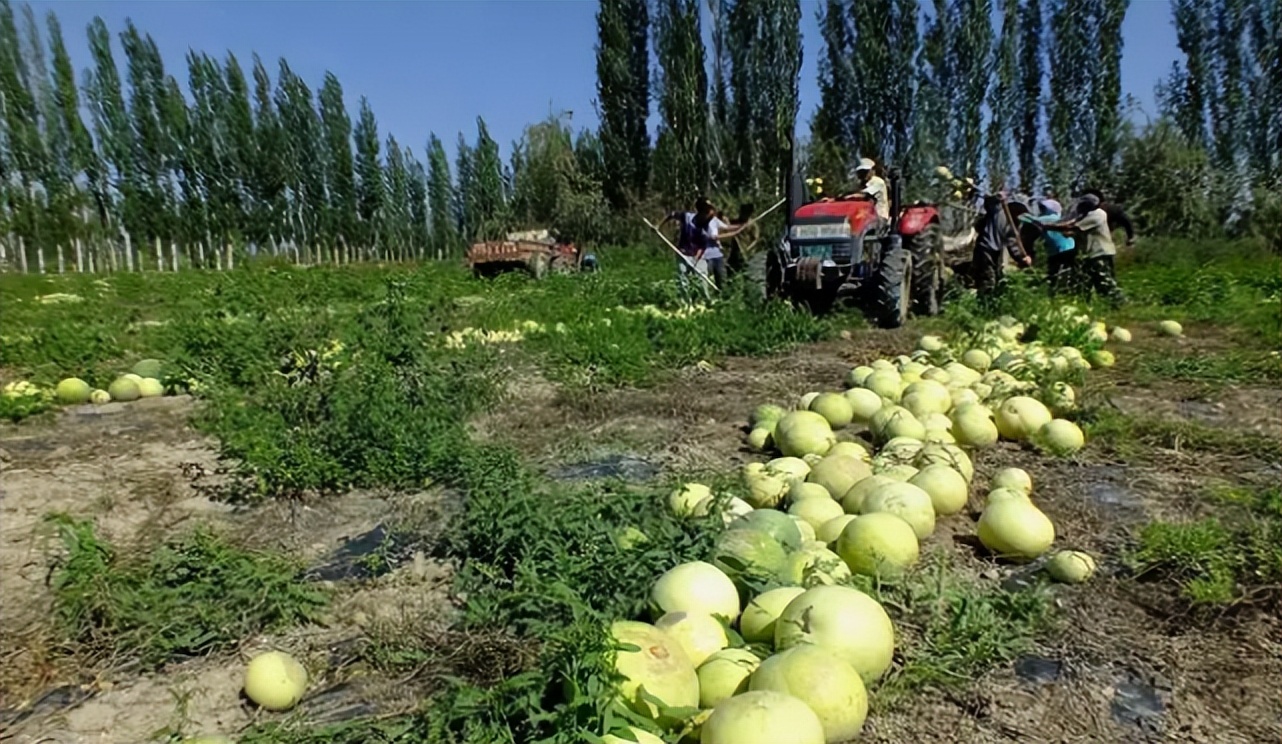 Commonly known as "beating melon": a variant of watermelon that only ...