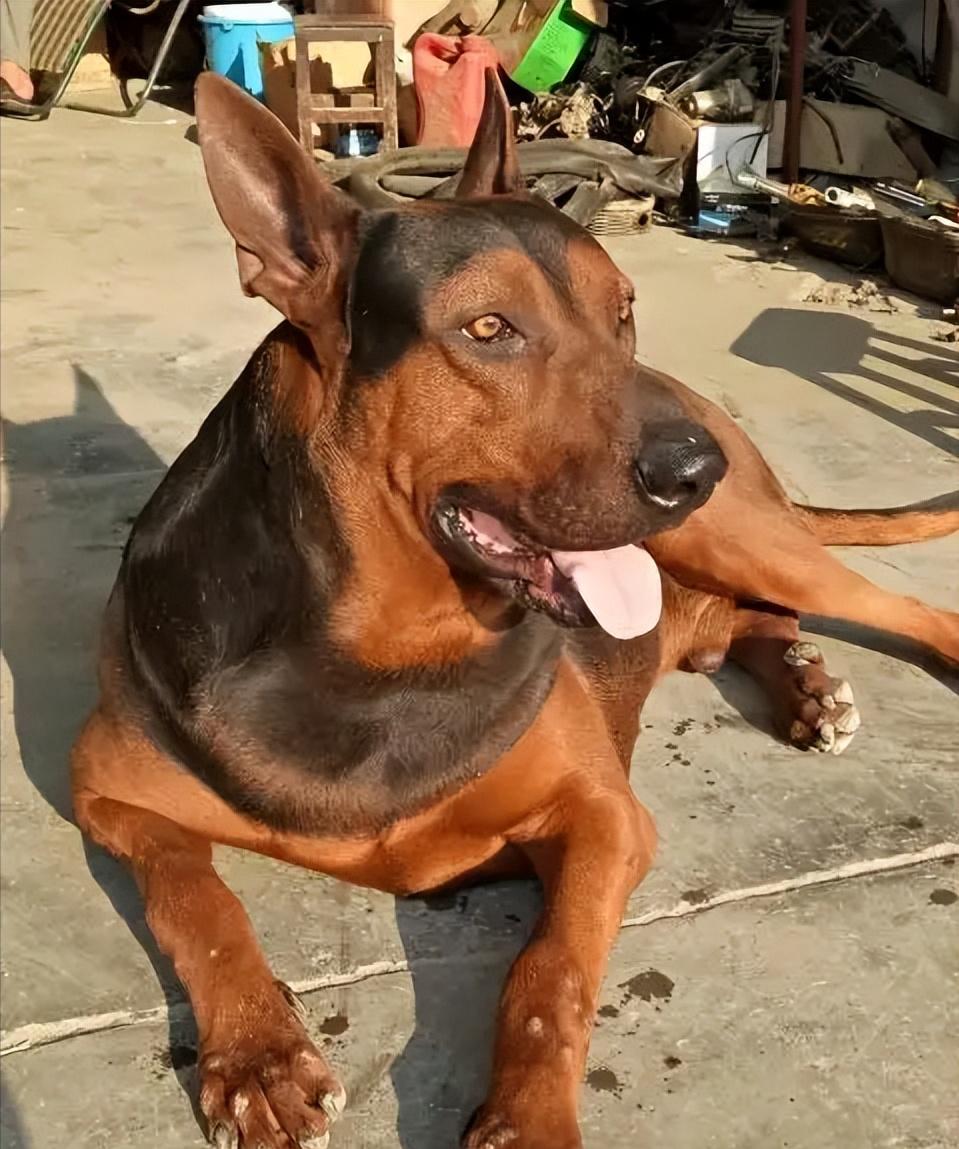 "Chinese Red Dragon" - Laizhou Red Dog, excellent and not inferior to ...