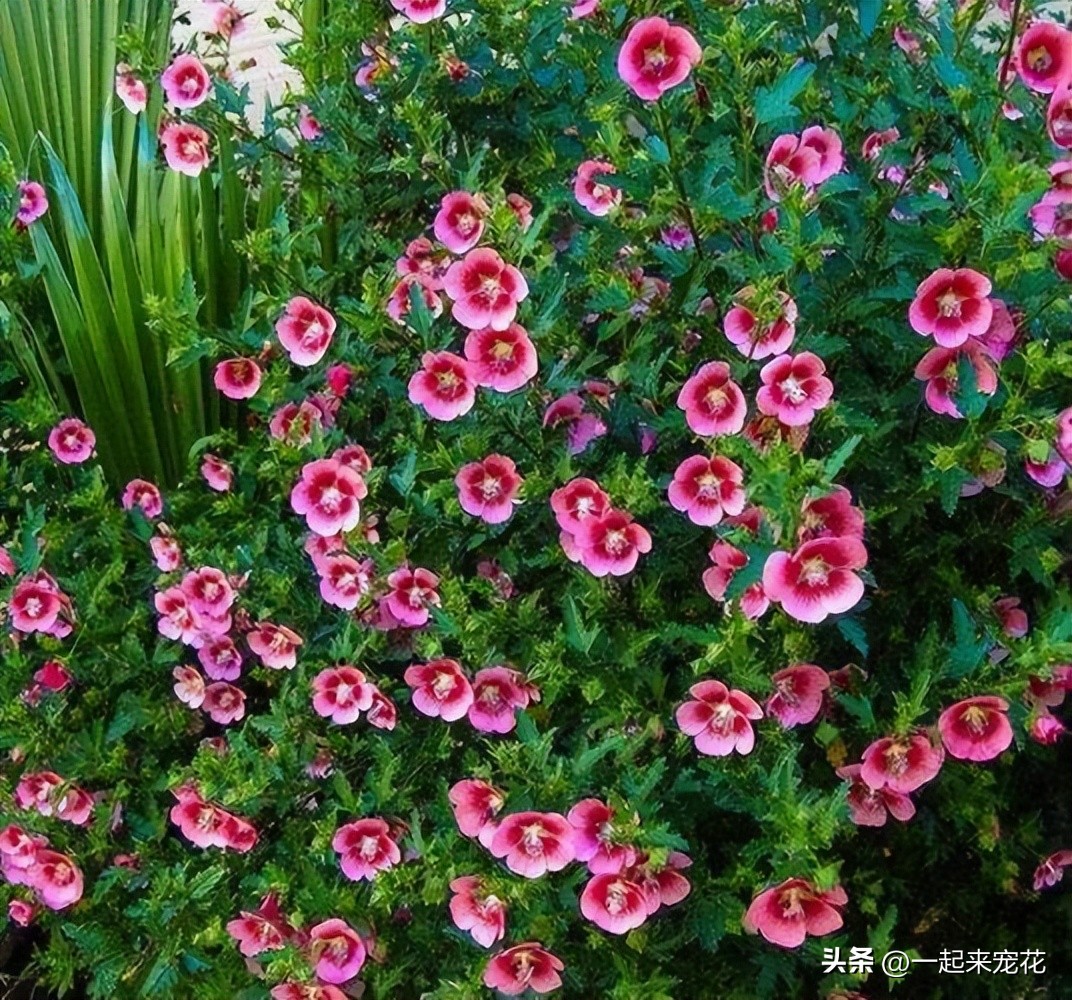 Beginners to raise small hibiscus, remember to master 5 key points ...
