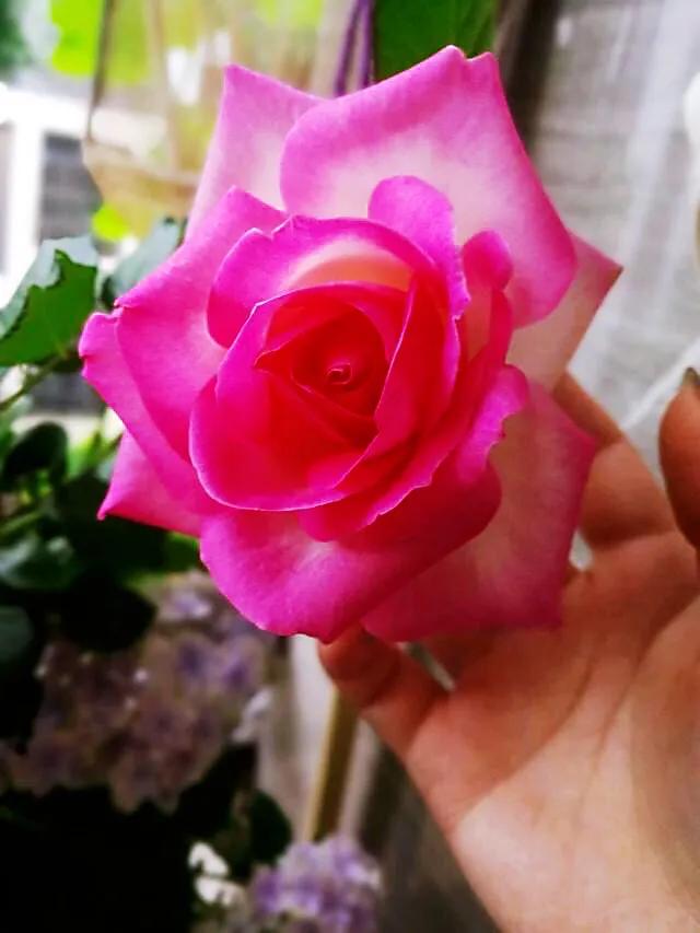 Candy Snow Mountain ~ Cup-shaped flower shape, full of overlapping ...