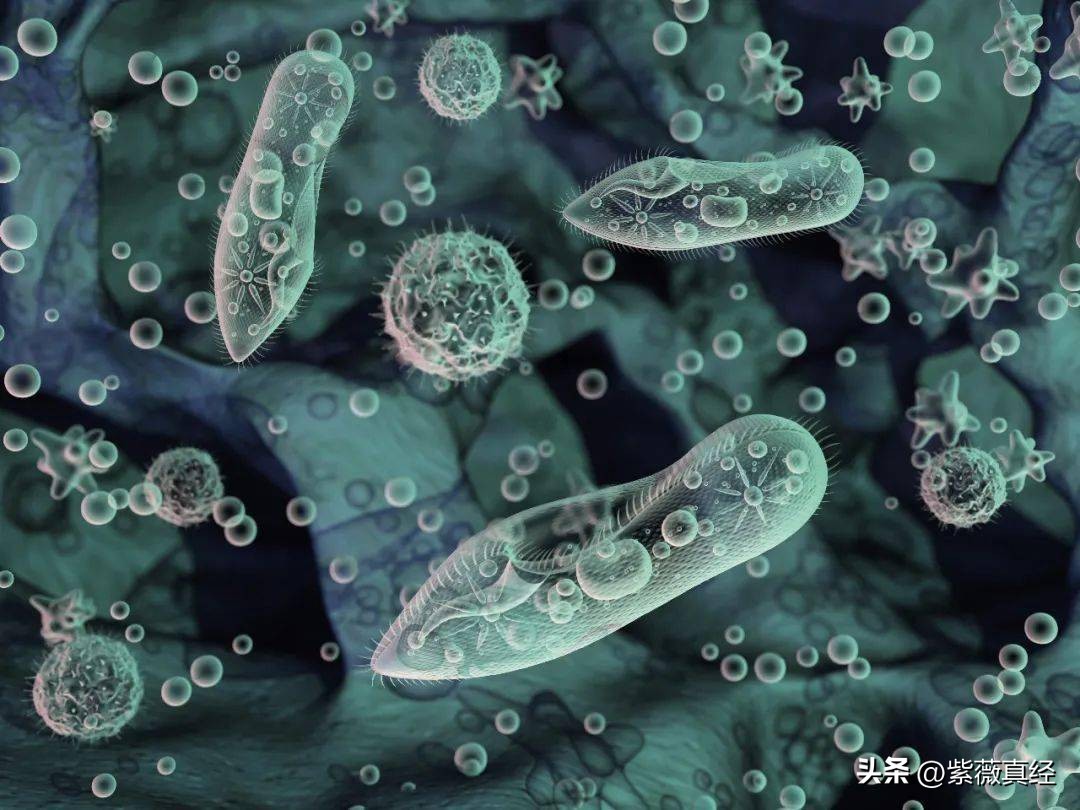 The Origin of Life—10 Complex Life Begins to Sprout - iNEWS