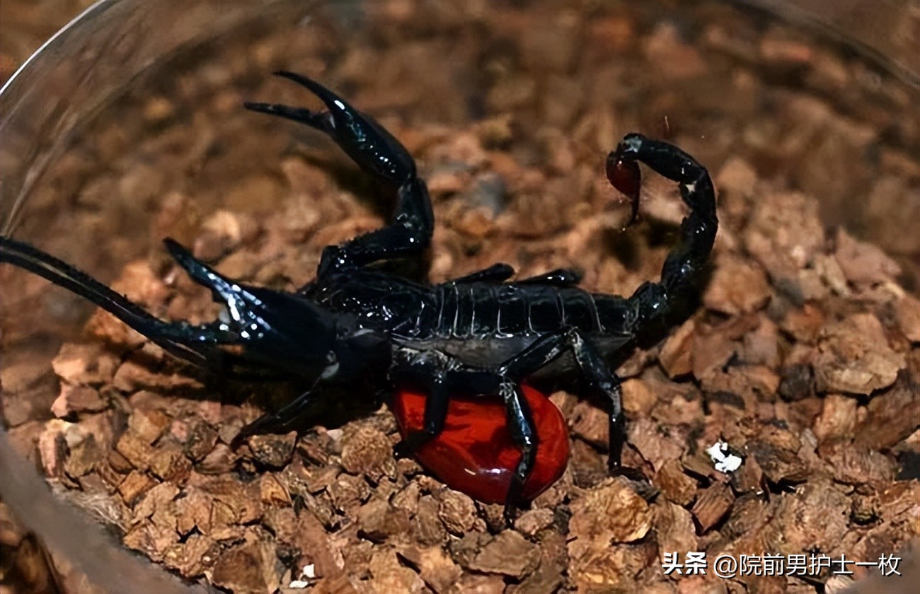 How to deal with a scorpion sting - iNEWS