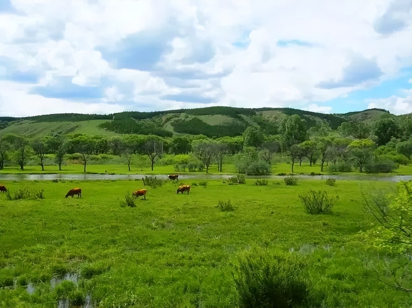 Summer vacation in Fengning Bashang African grassland scenery reappears ...