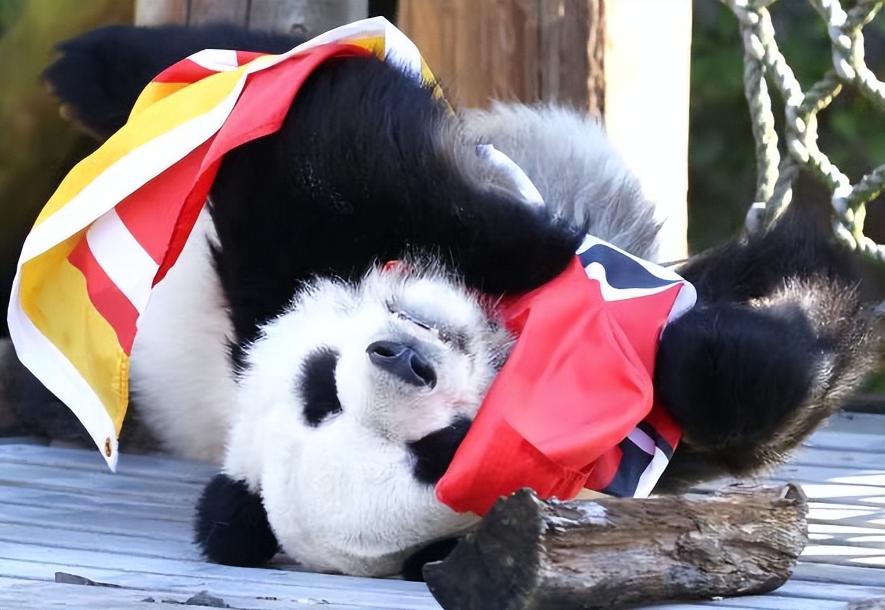 The giant panda Yaya is about to return to China. The national treasure ...
