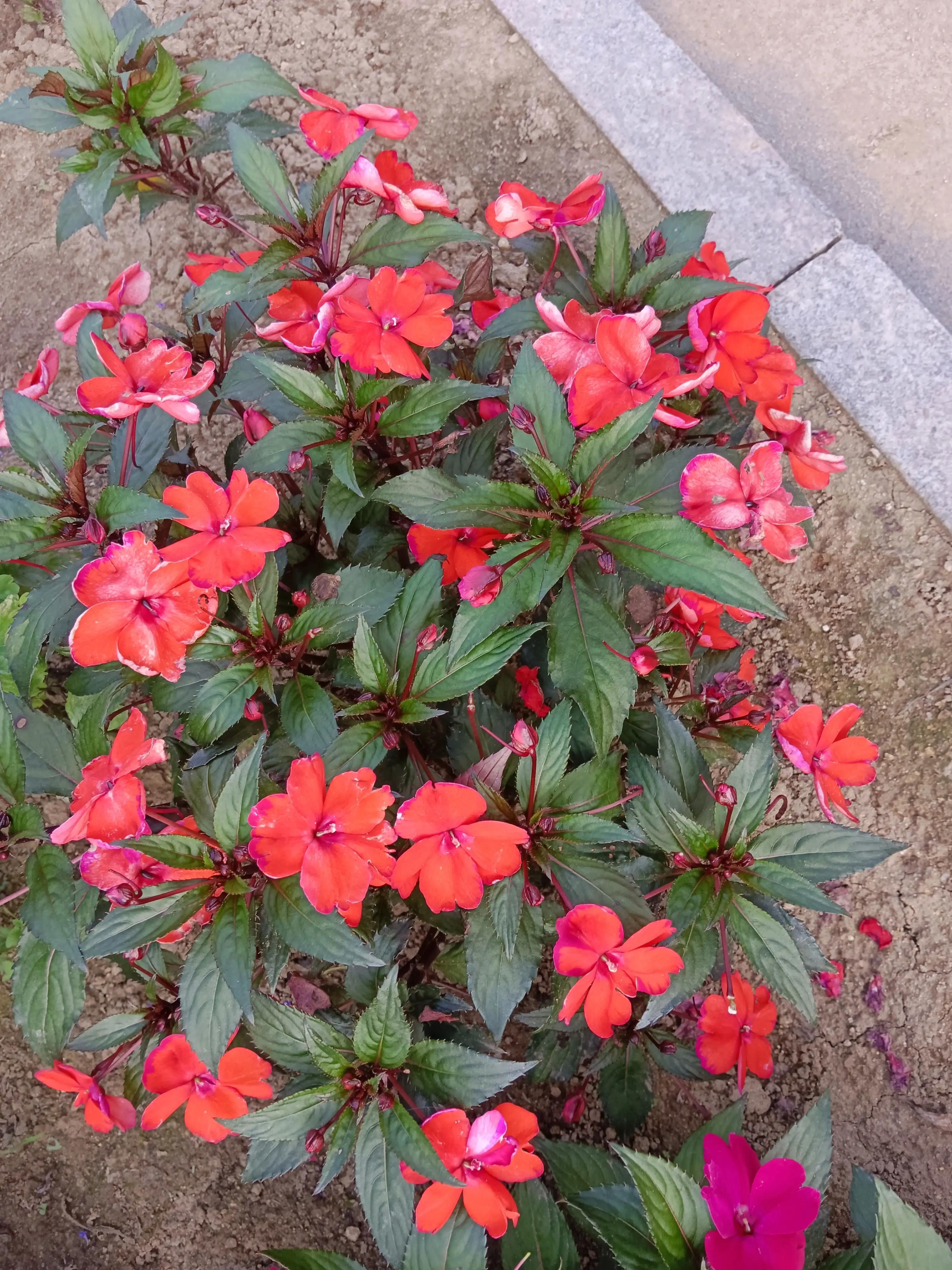 The word "wind" flying flower order - iNEWS