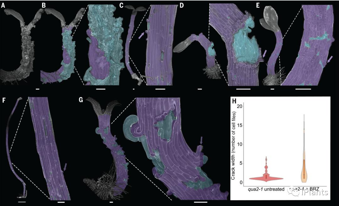 A humble plant mutant phenotype reveals the underlying mechanism of ...