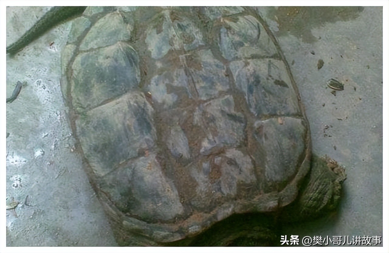 The 2000-year-old tomb was dug in Hubei, and a "millennium turtle" was ...
