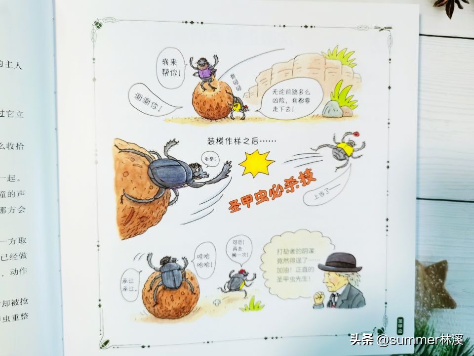 The world of insects is far more interesting than you think, and this ...