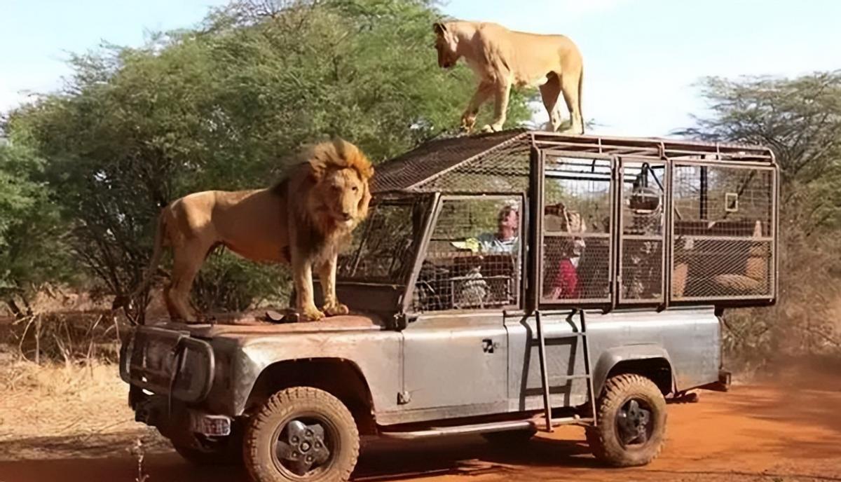 Why don't lions attack humans in cars? The answer to the riddle is now ...