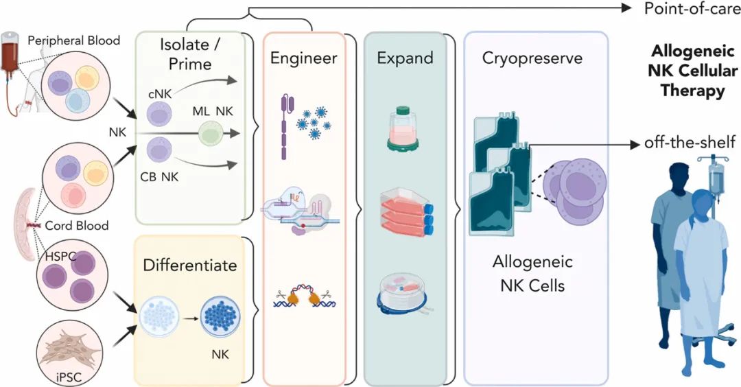 NK cell therapy, a consolidation candidate after tumor remission - iMedia