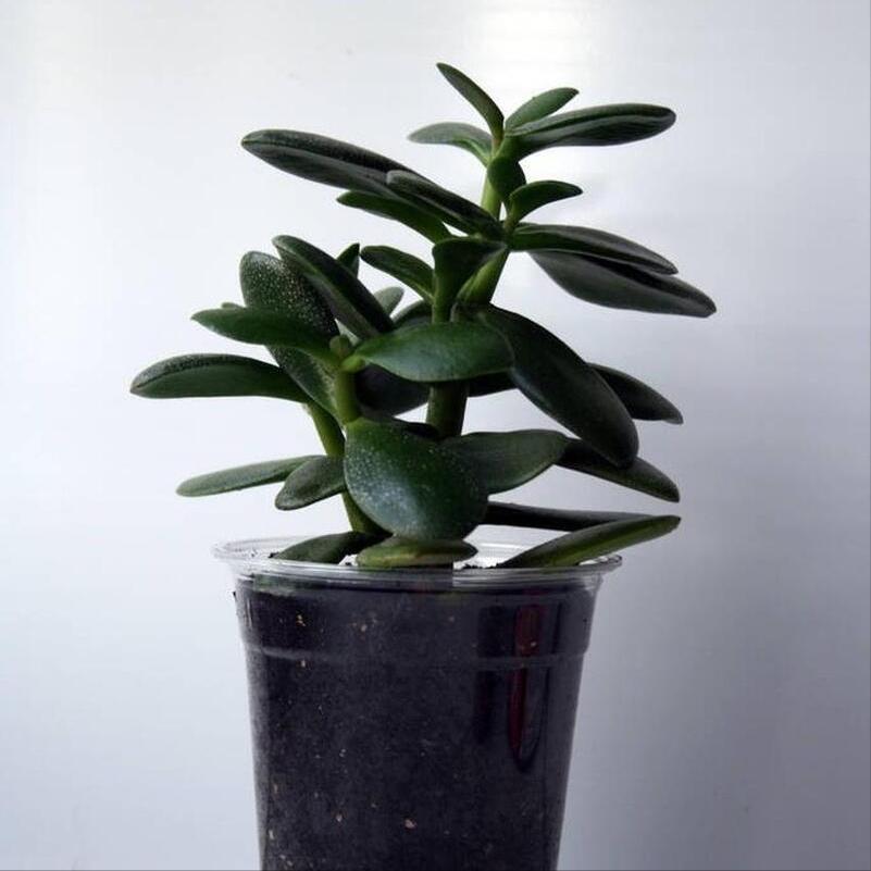 The Complete Care Guide and Tips for Proper Watering of Money Trees - iNEWS