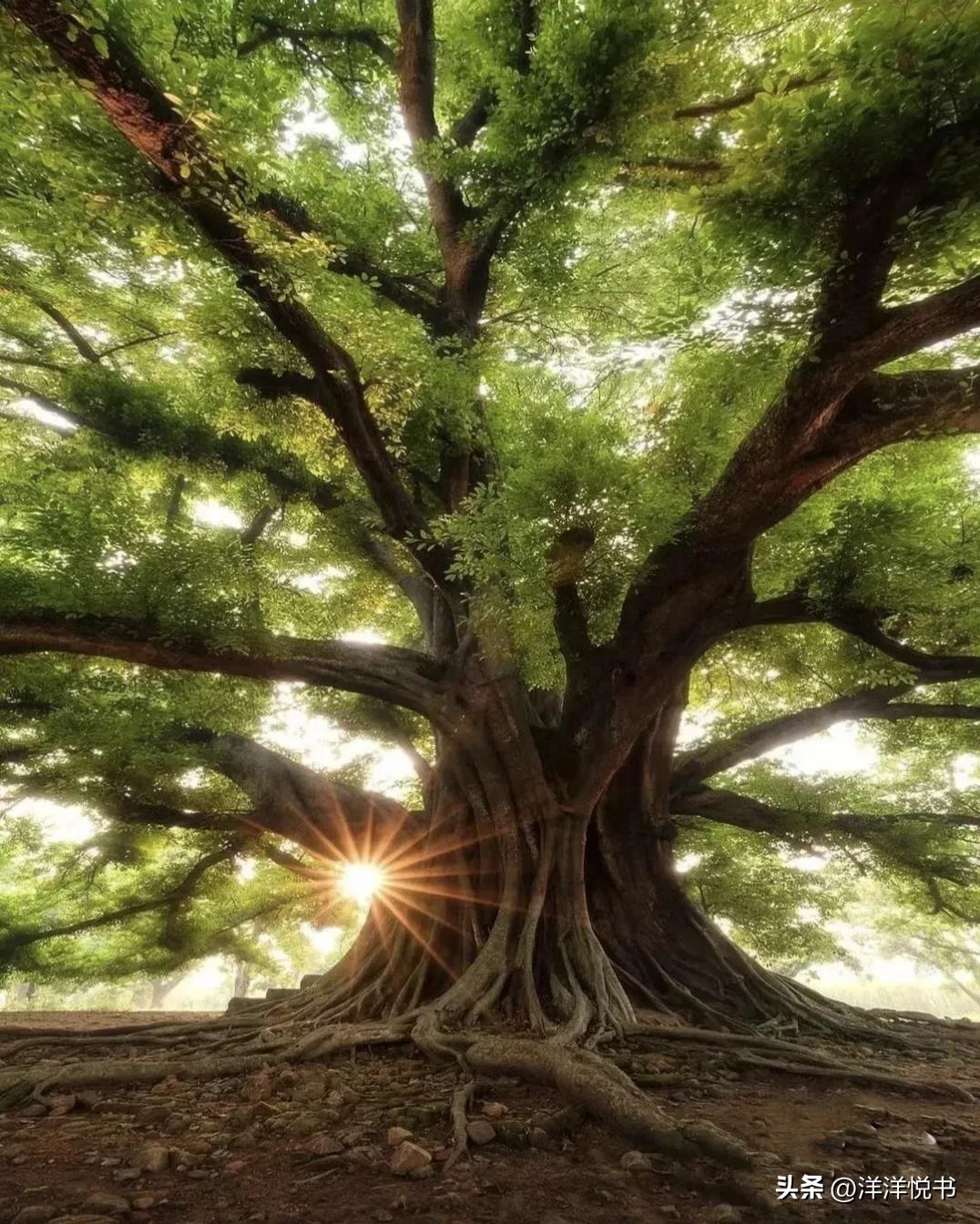 One tree, one beauty - iMedia