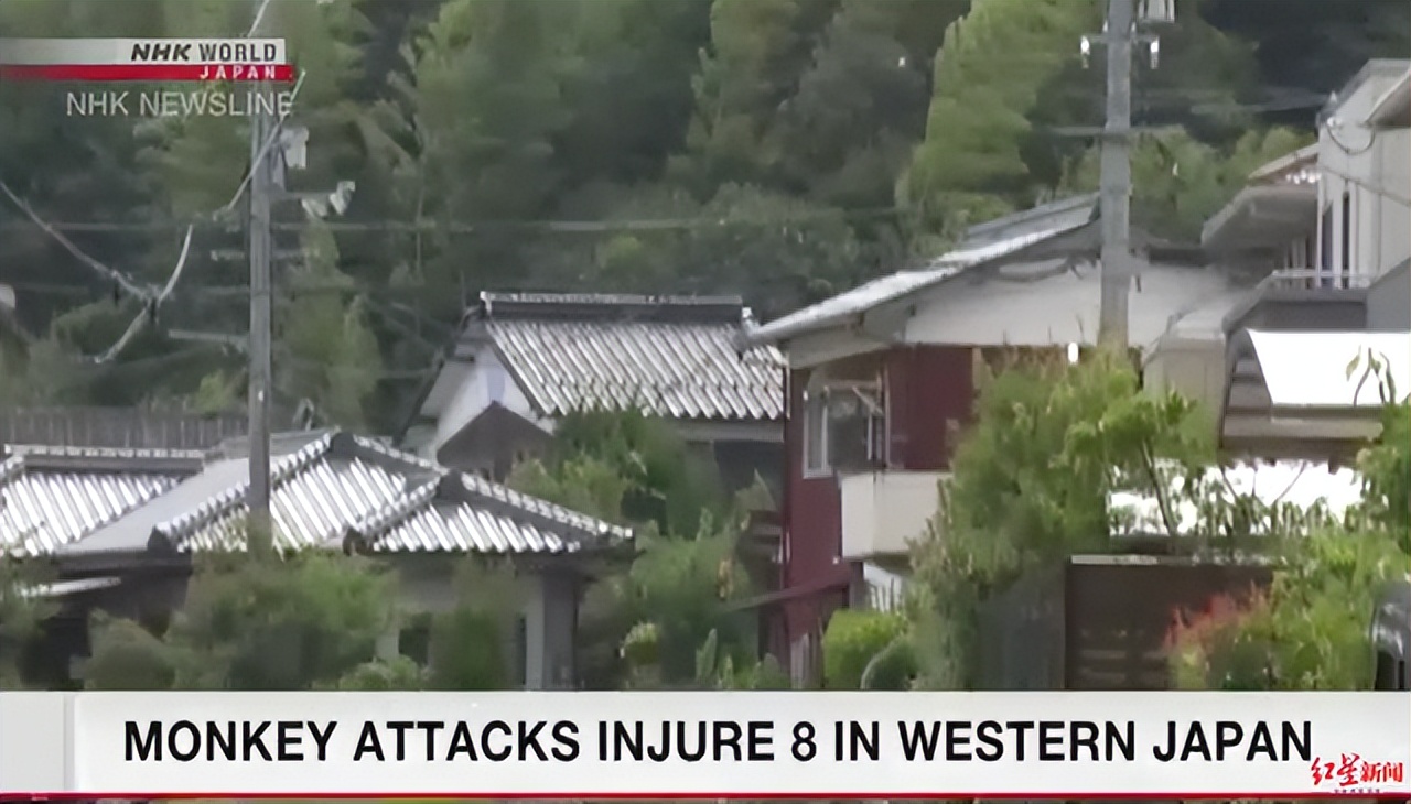 "Monkey War"!61 people have been injured and 2 male monkeys involved ...