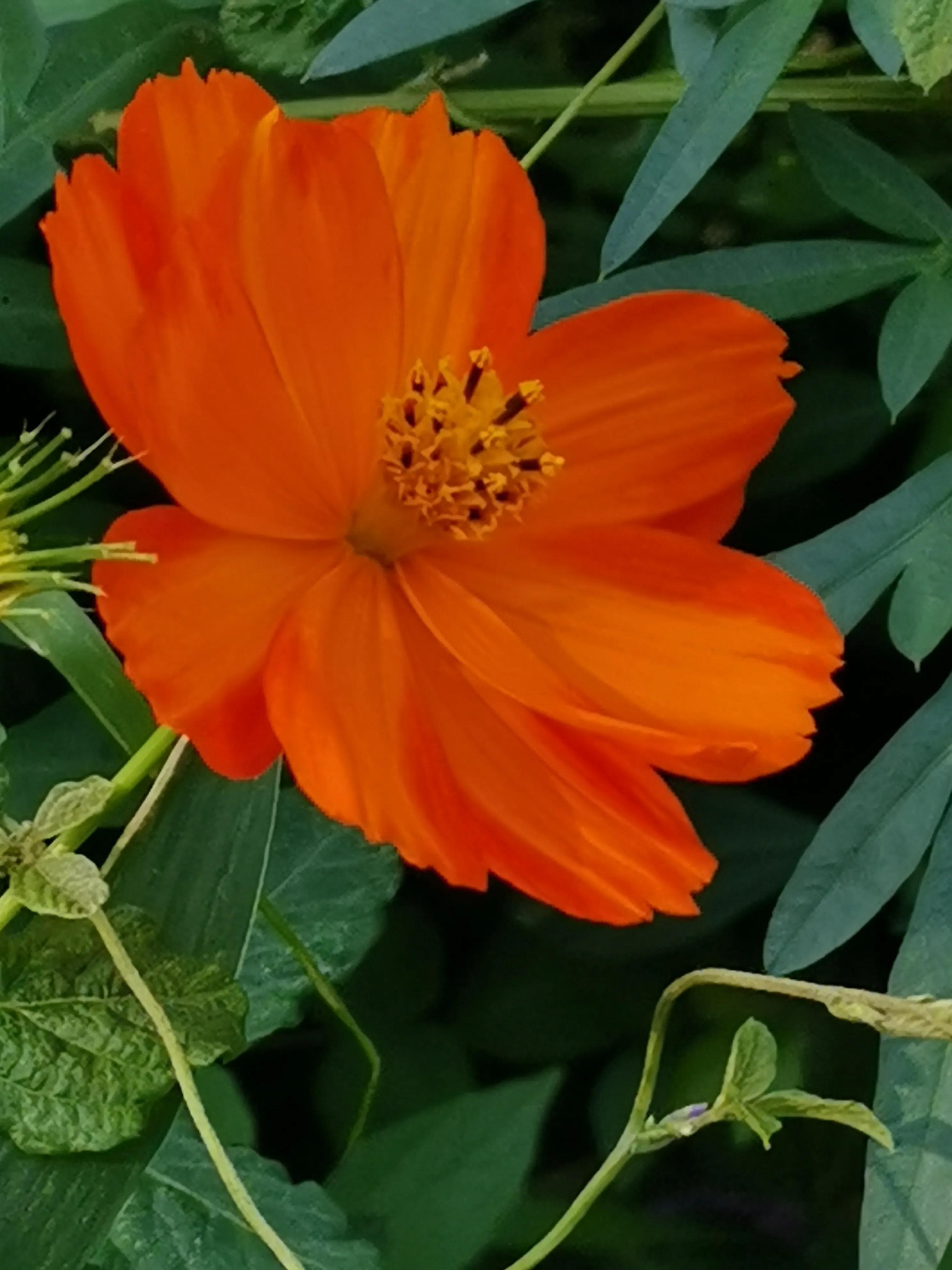 Sulphur flower chrysanthemum - iNEWS