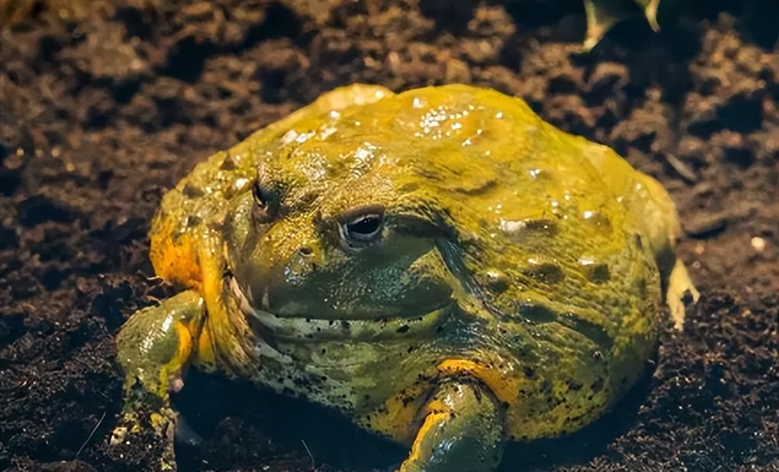 African Bullfrogs: Amphibious Giants of the Continent - iNEWS