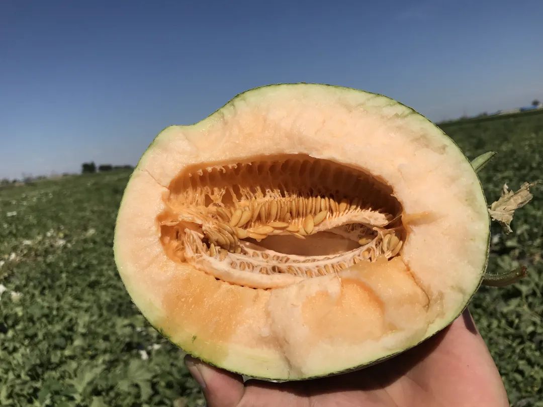 The days of the melon and fruit season in Xinjiang are as sweet as ...