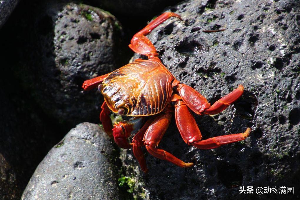 Species Encyclopedia: Redstone Crab - iNEWS