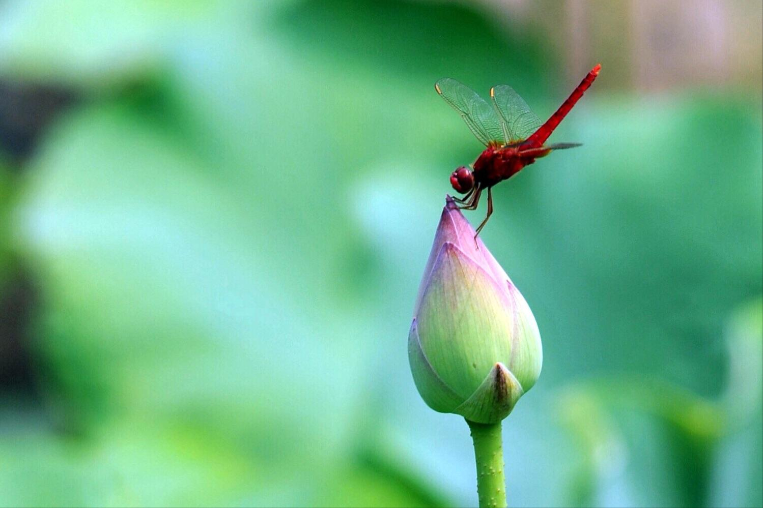 "A generation of poets" Yang Wanli has 26 classic poems, each of which ...