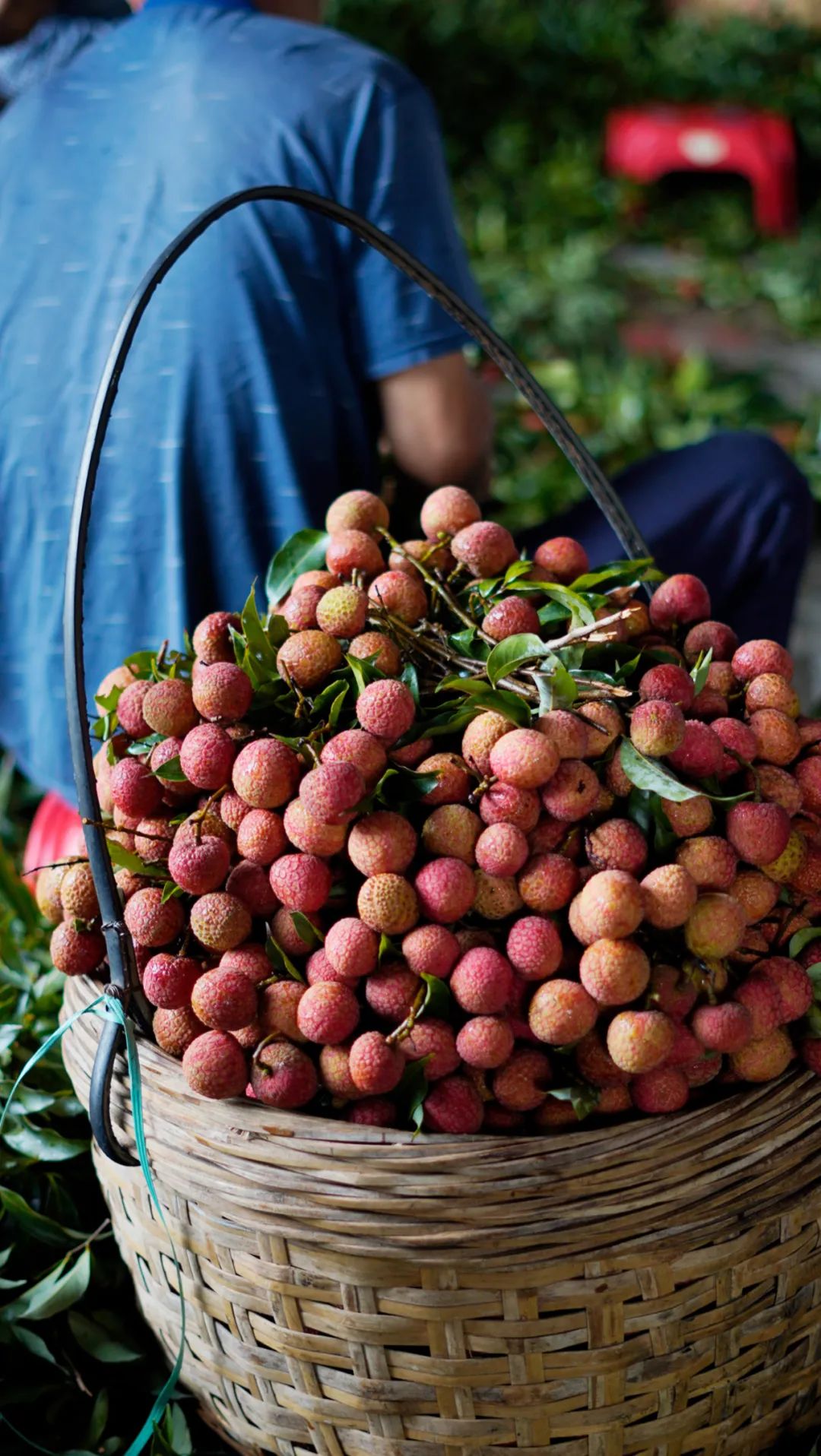 1 out of every 5 lychees is produced here. How fierce is the lychee ...