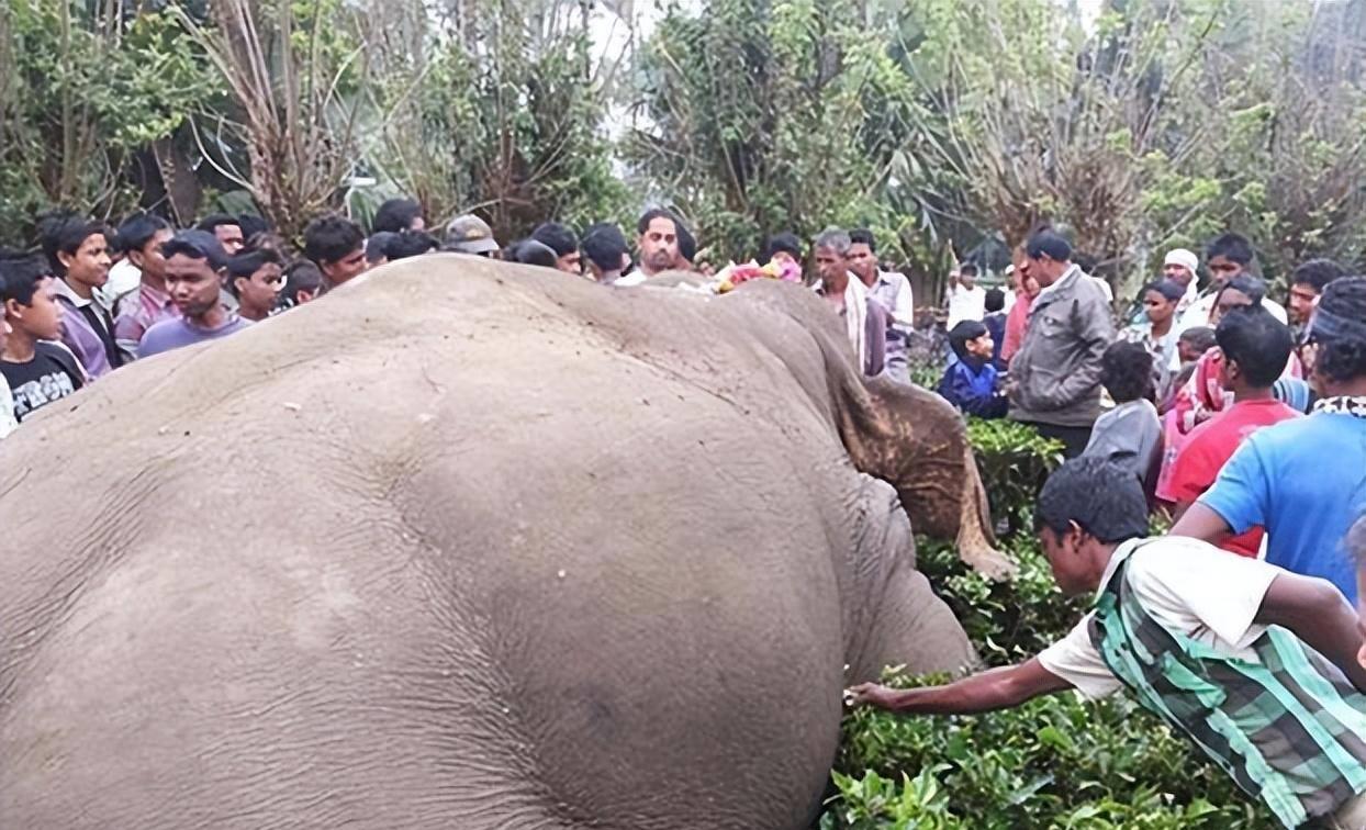 Why do you say you can't touch a dead elephant? What happens if you ...
