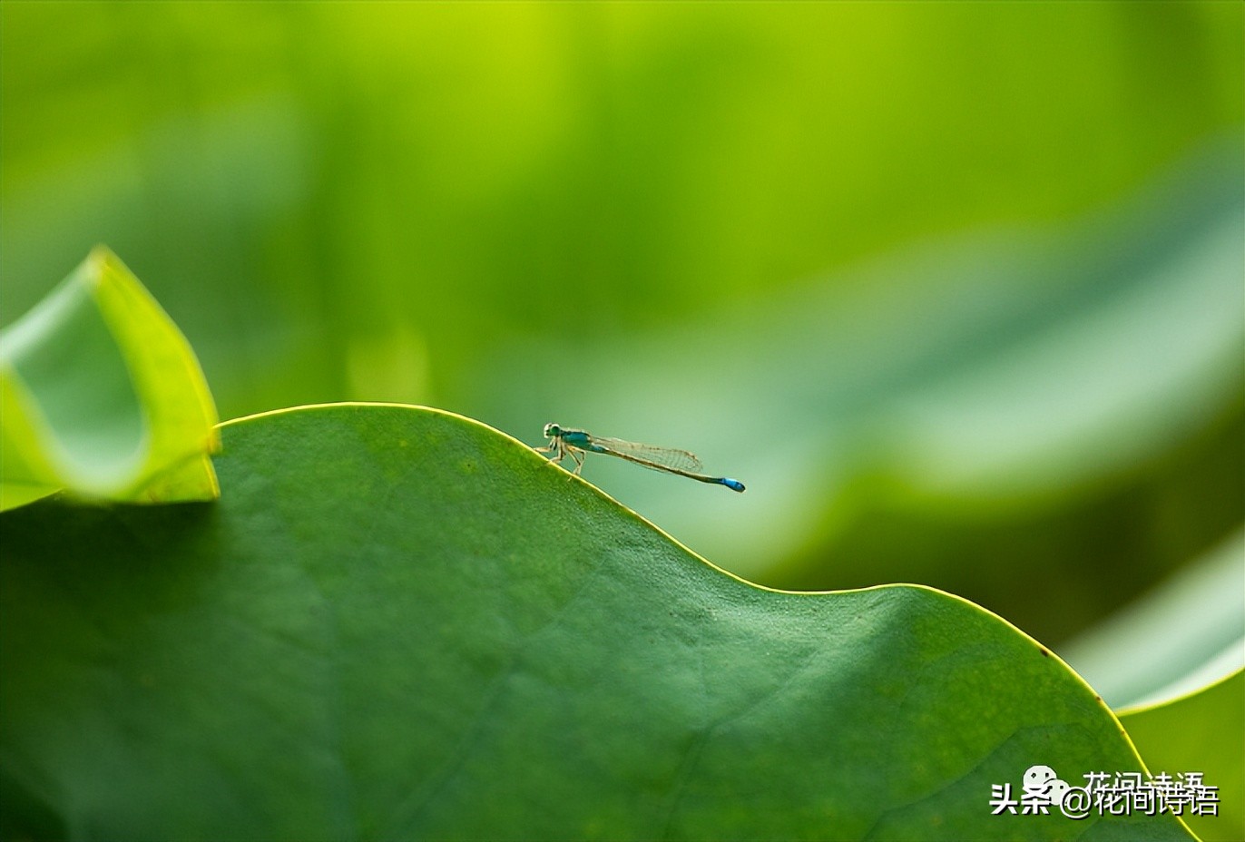 "When you hear the sound of cicadas everywhere, you must know the ...