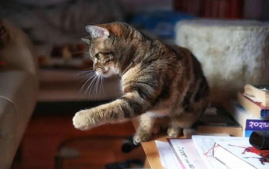 Experts say that "left-handed" cats are smarter, and netizens want to ...