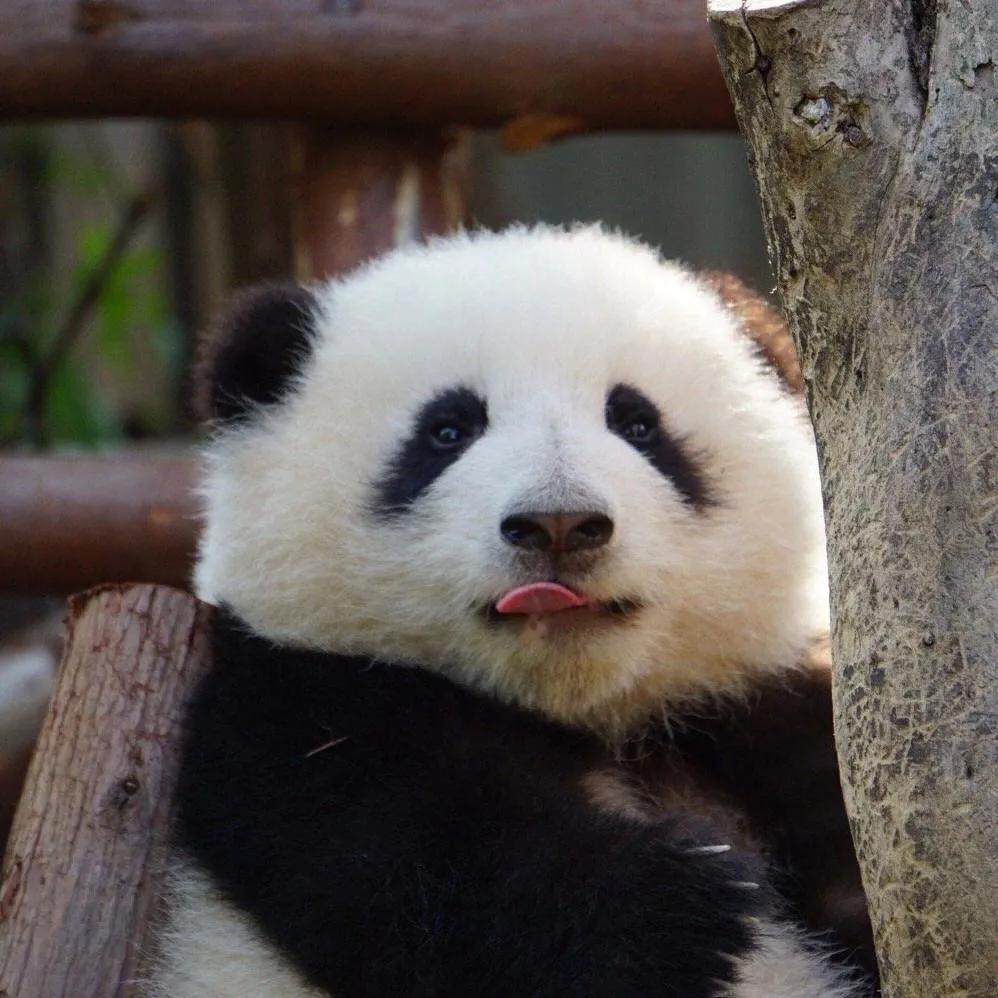 How smart is Huahua, the national treasure giant panda? - iNEWS