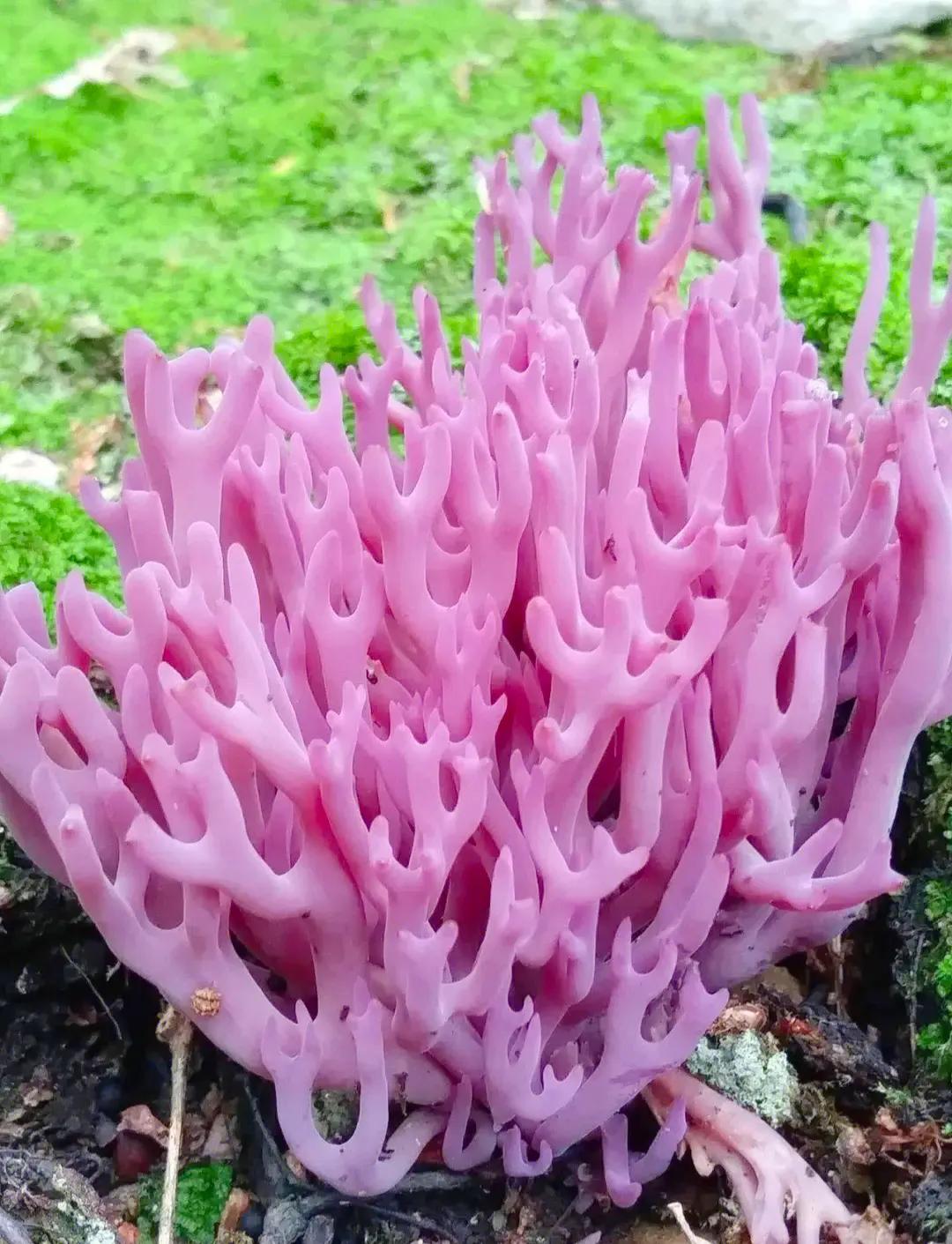It looks like a poisonous wild fungus, but it tastes delicious. Have ...