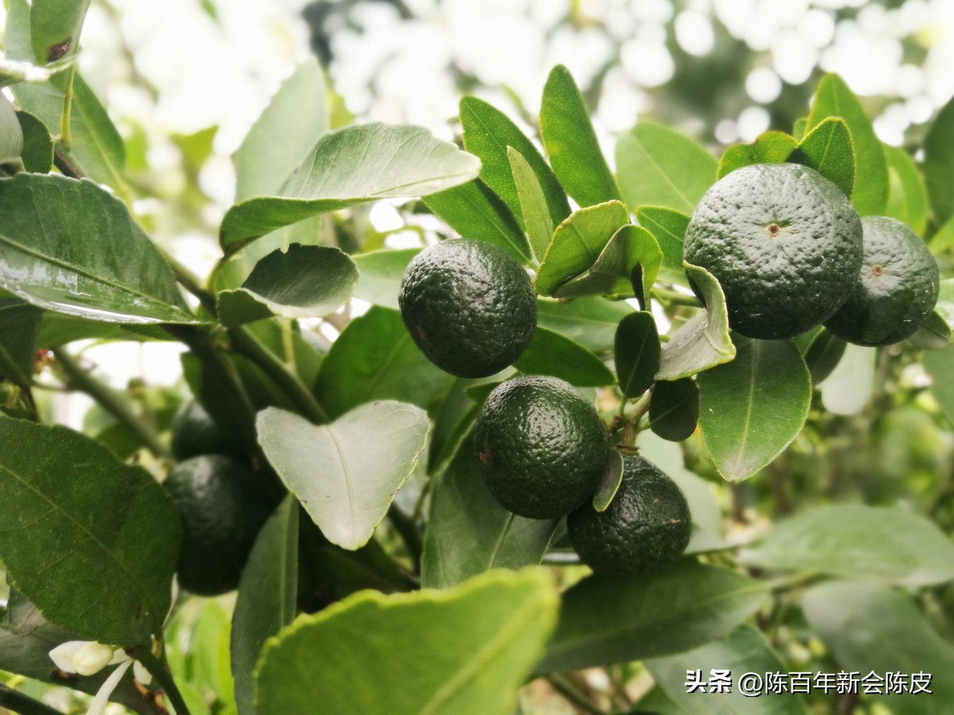 What are the differences between the teas of tangerine, small green ...