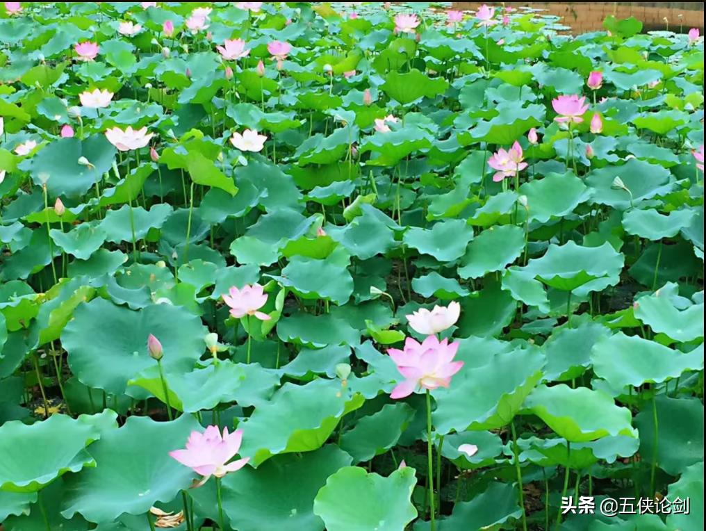 "Jinxiang Original" said Ailian - iNEWS