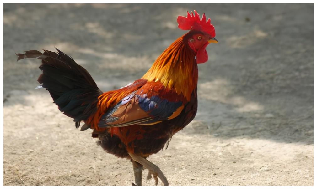 Centipede, one of the five poisons, why is its nemesis a big rooster ...