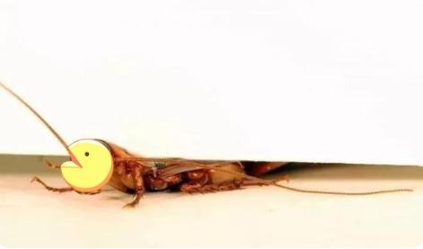 How can cockroaches be eradicated completely? 90% of people don't know ...