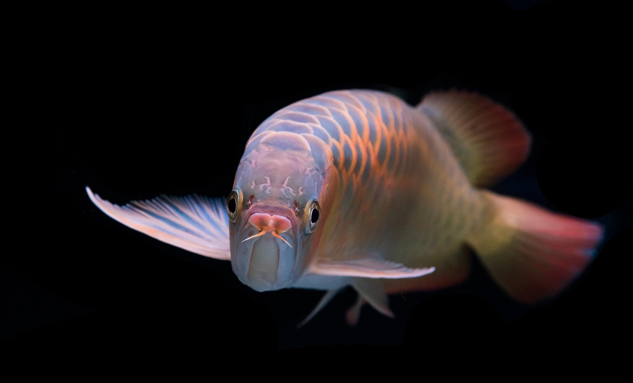 Dragon Fish Revealed! Discover the origins, species and uniqueness of ...