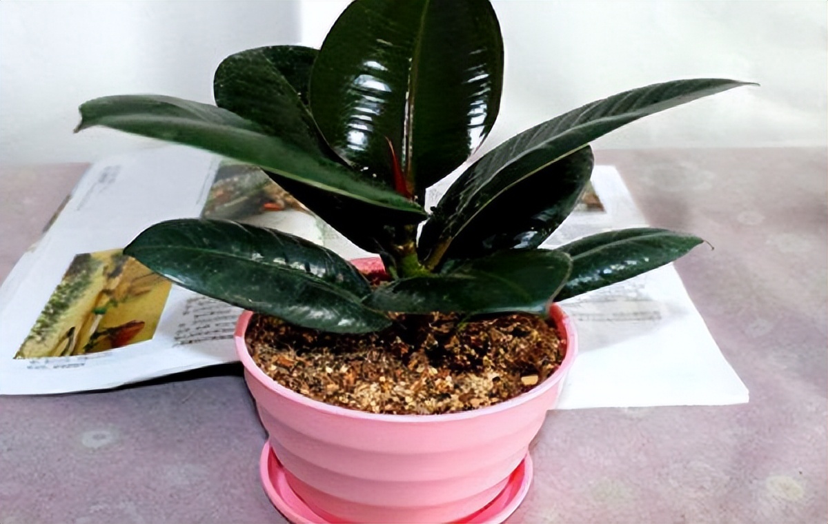 How to judge the rotten root of rubber tree? How to remedy the rotten ...