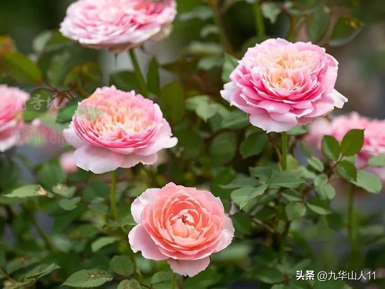 List of Common Sirius Rose Varieties (2) - iNEWS