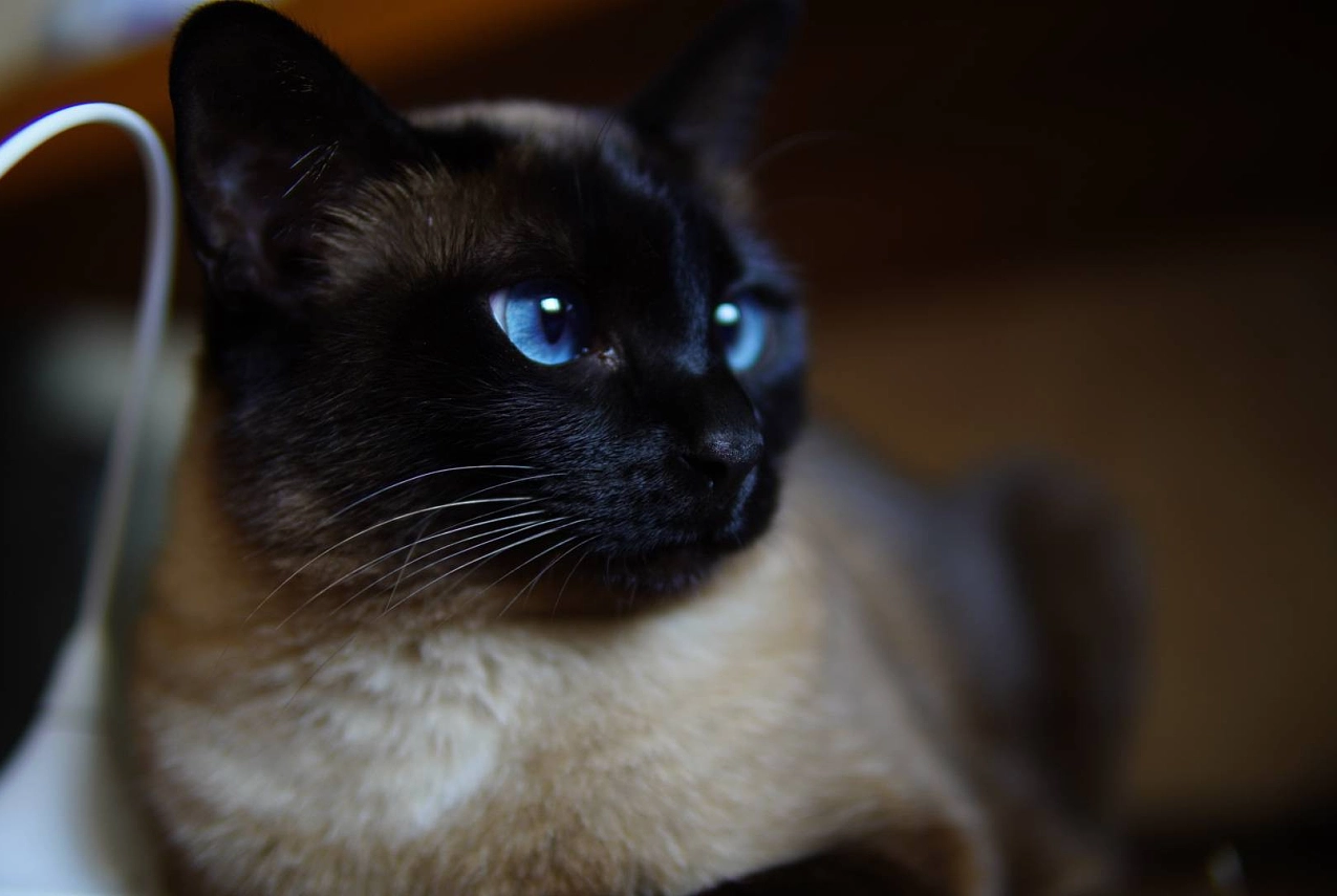 Pictures and names of foreign cat breeds - iMedia