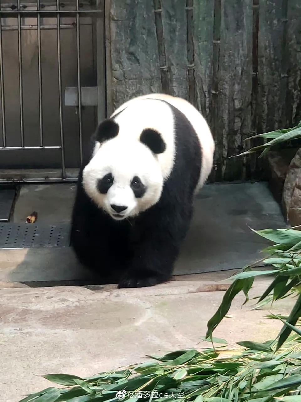 Let's take a look at Menglan's future princess Xiongxuan - iNEWS