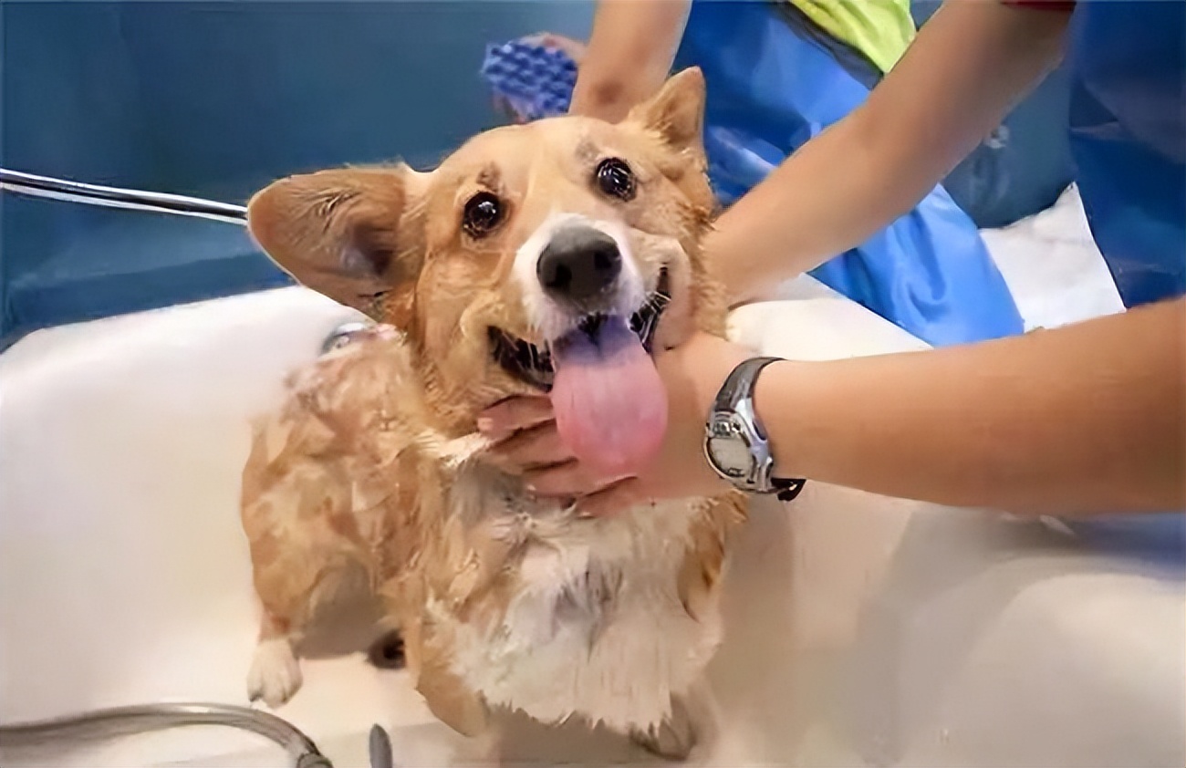 Do dogs really need to be bathed every day? Carefully wash the dog out ...