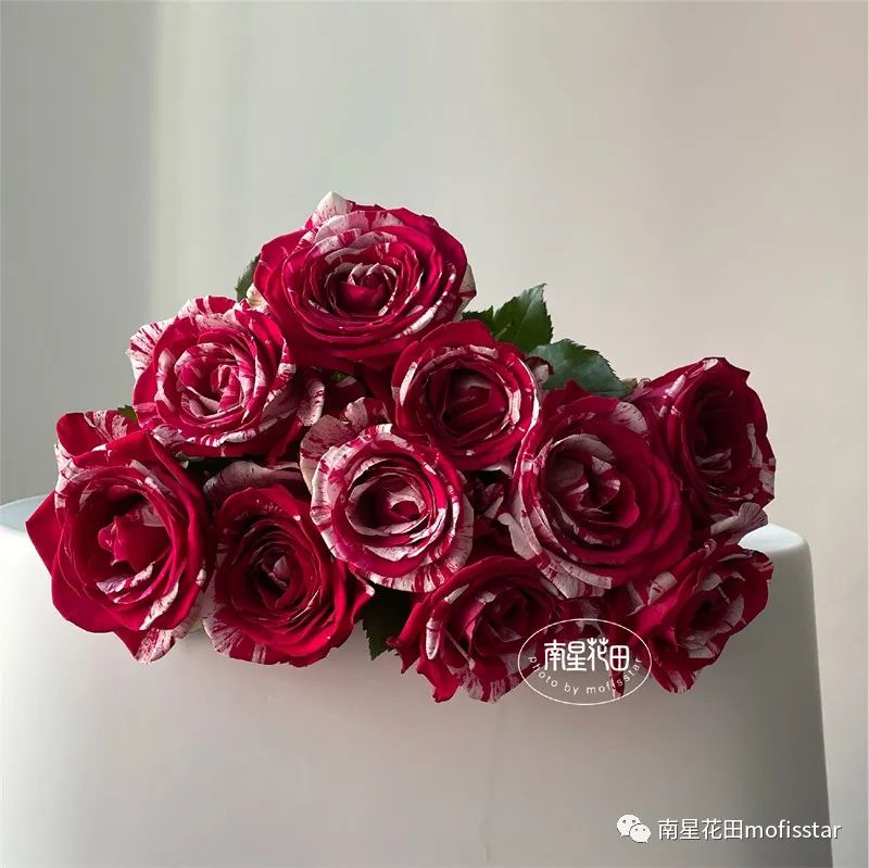 Aquarius Rose Accent Spot - iNEWS