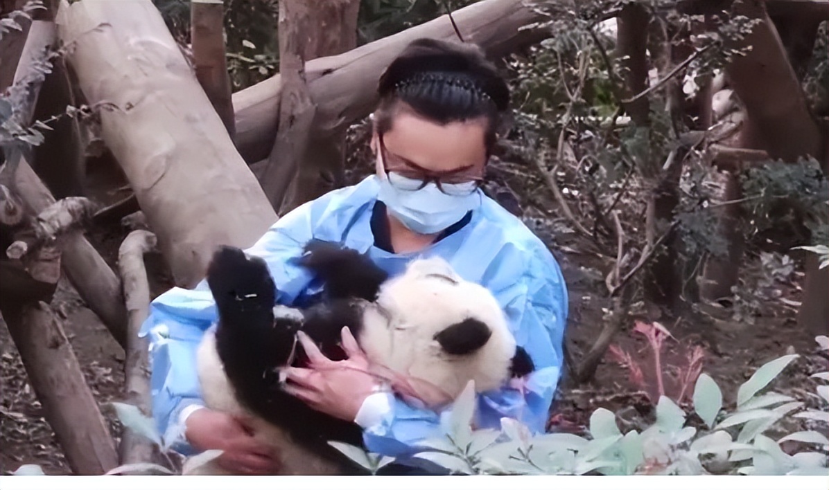 The base responded that the giant panda Fu Wan was splashed with water ...