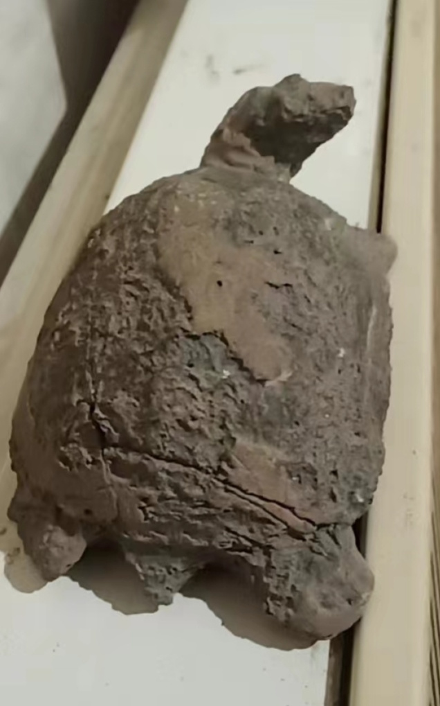 Complete Rare Turtle Fossil - iNEWS