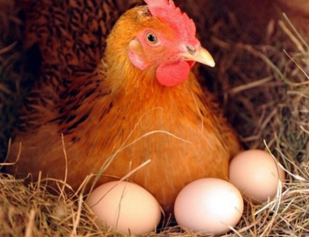 Why do most males use the same organ for copulation and urination, and ...