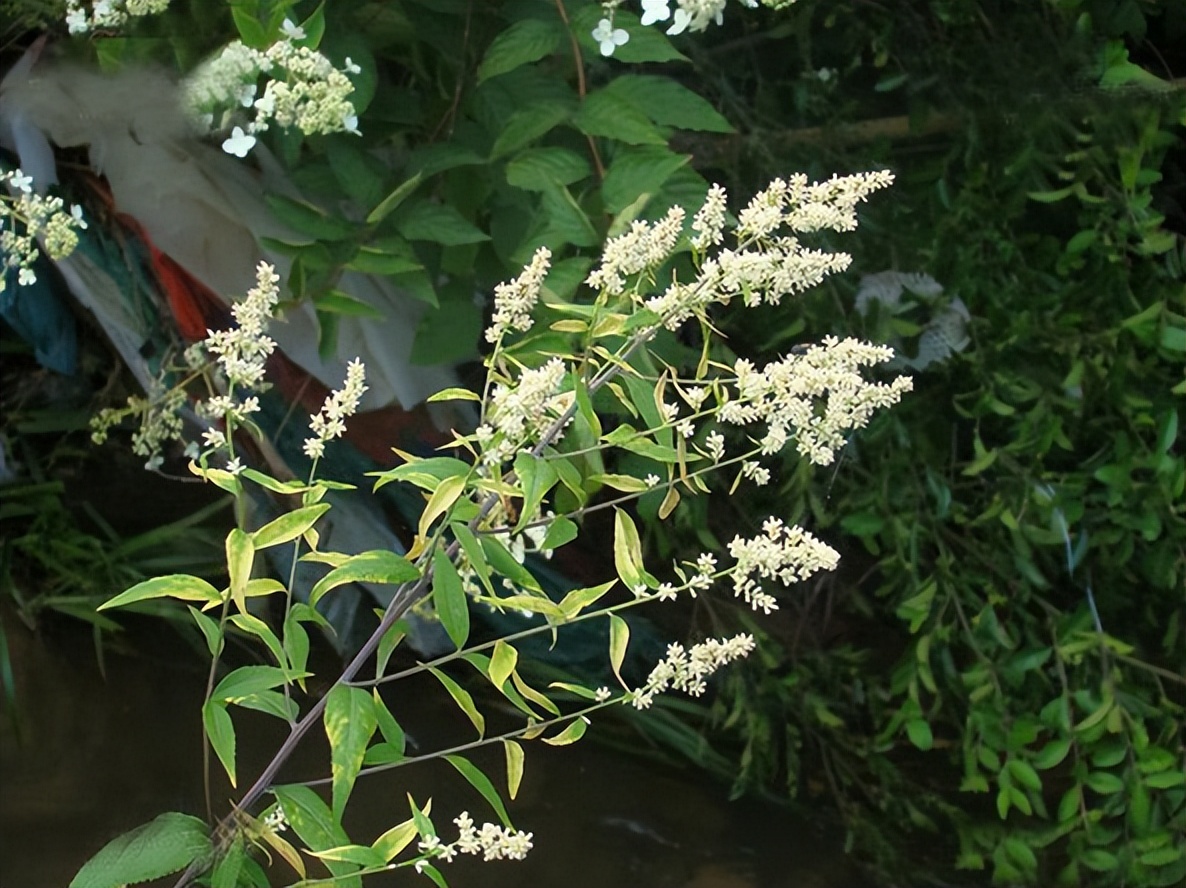 The only plant named after the emperor, also known as "hemostatic grass ...