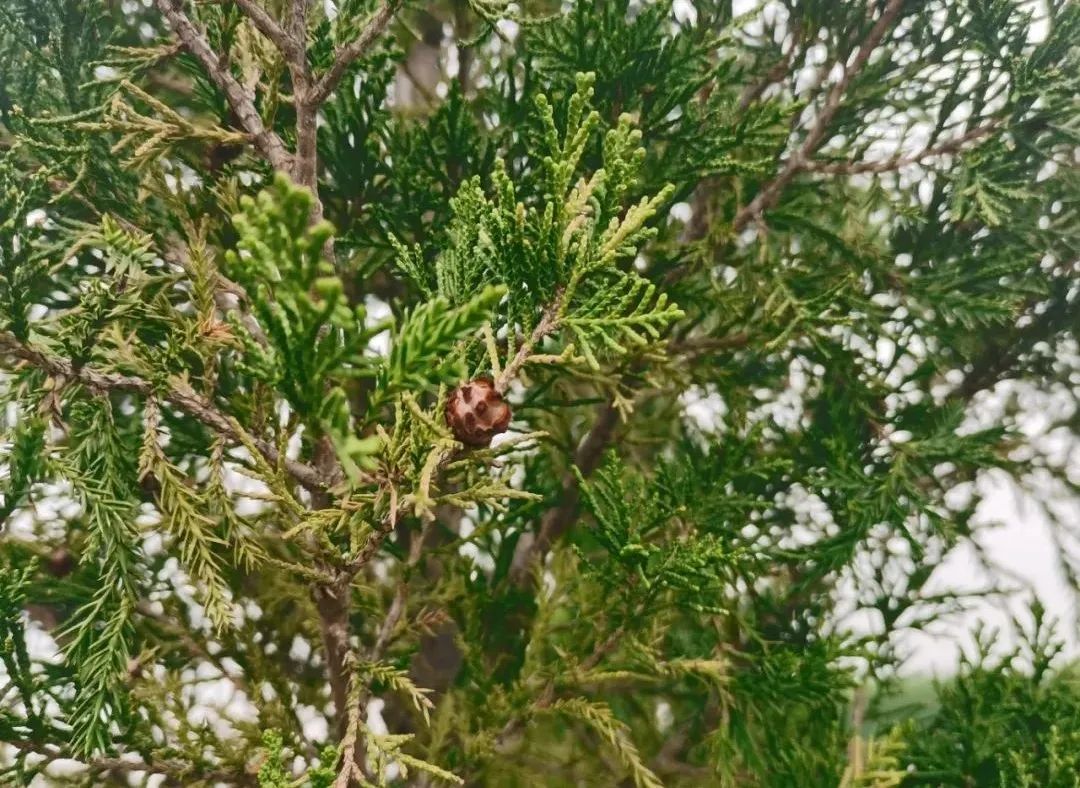 Many twigs of newly planted cypress trees dried up and died. What ...