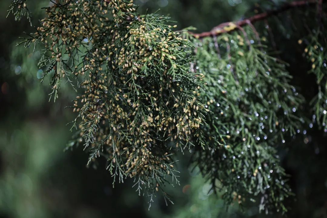 To cope with the spring pollen peak, Beijing will dynamically replace ...