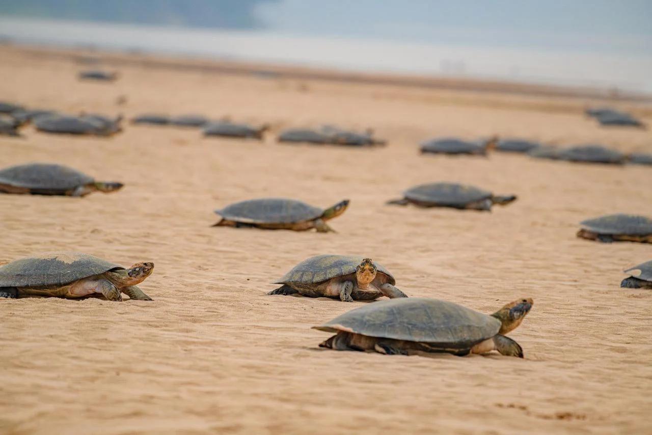 Drone finds 41,000 rare river turtles along the Amazon's Guarporé River ...