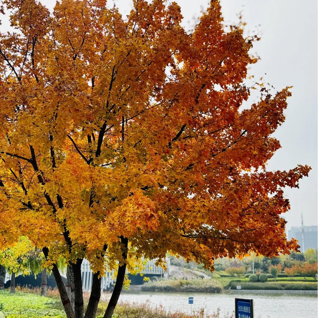 A new view at every step: the most beautiful autumn scenery of Tianjian Lake is waiting for you ...