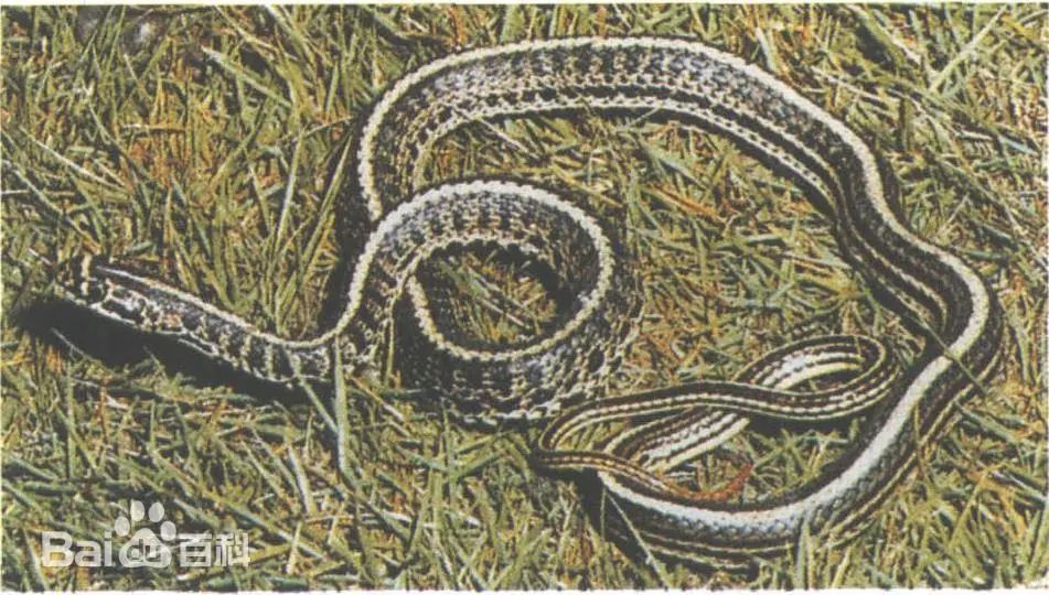 Summer is here, snakes are everywhere, what should you do when you ...