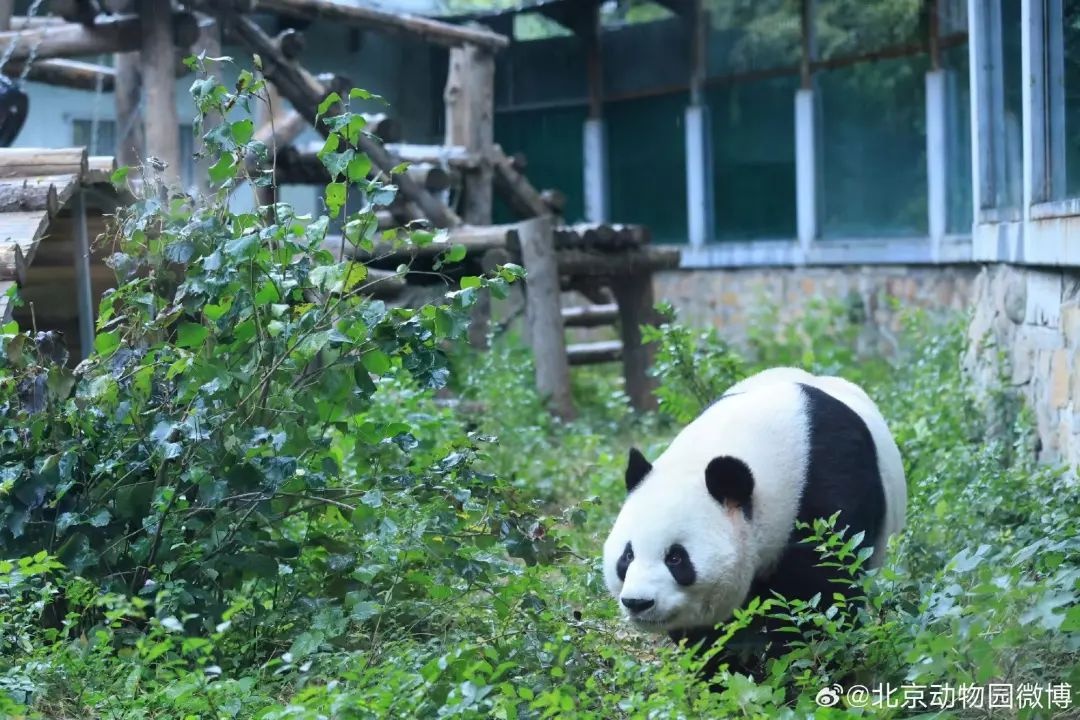 Giant panda Menglan's "prison breakout" sparked heated discussion ...