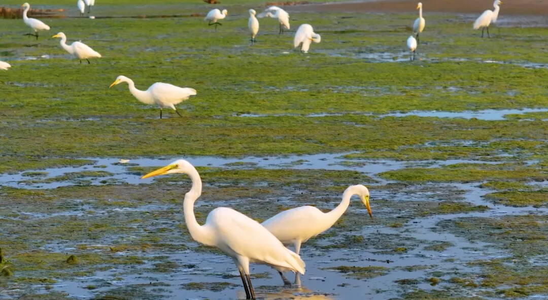 "Heron" flies over the ecological South China Sea - iNEWS